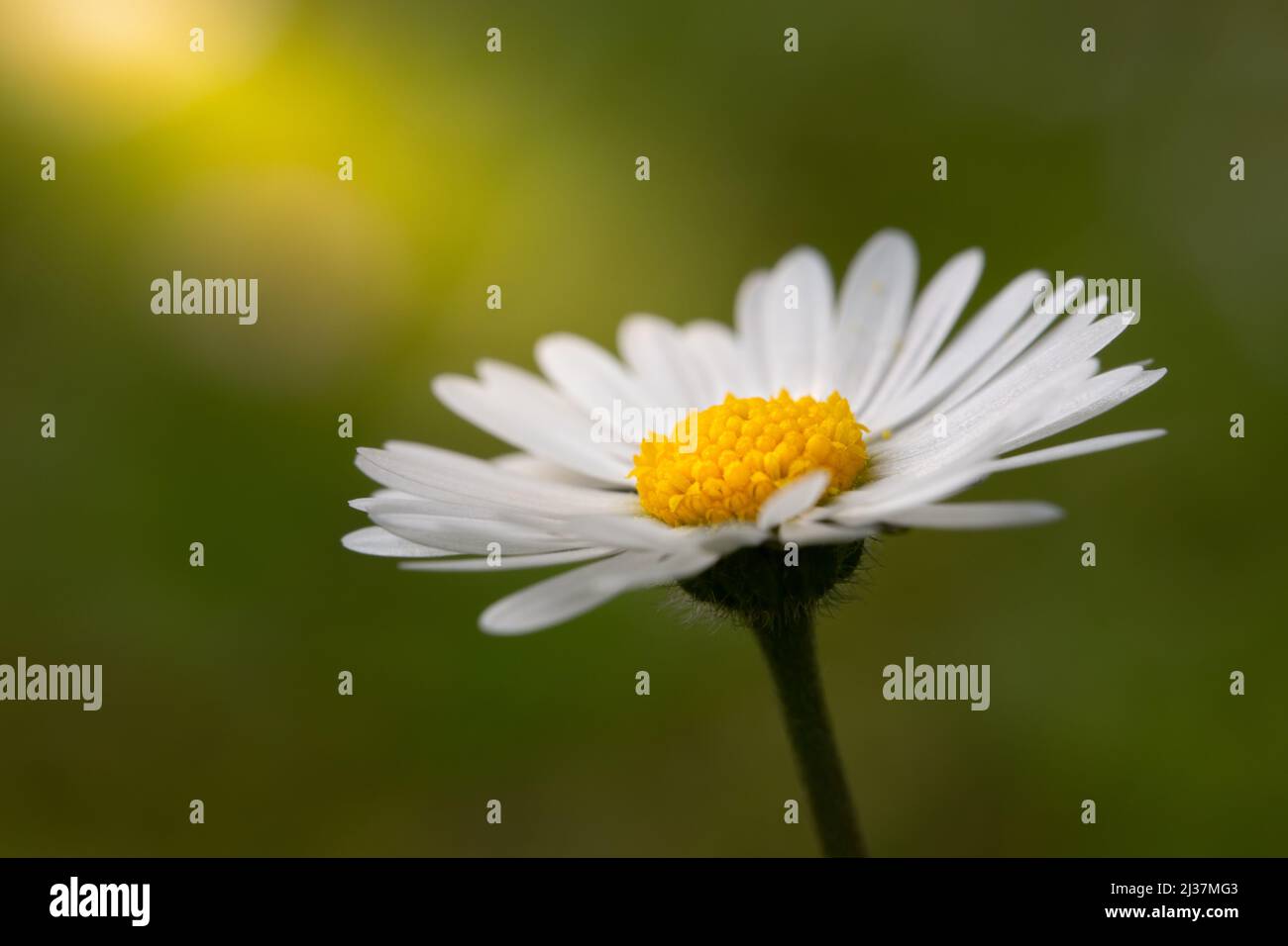 Selective focus of wild daisy on blurred isolated background. The daisy ...