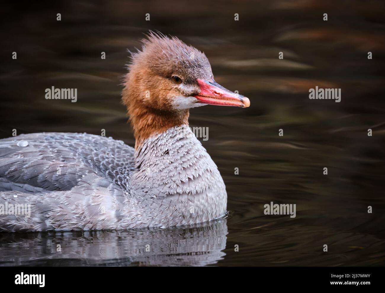 female Goosander, AKA Common Merganser (Mergus merganser) swimming on a ...