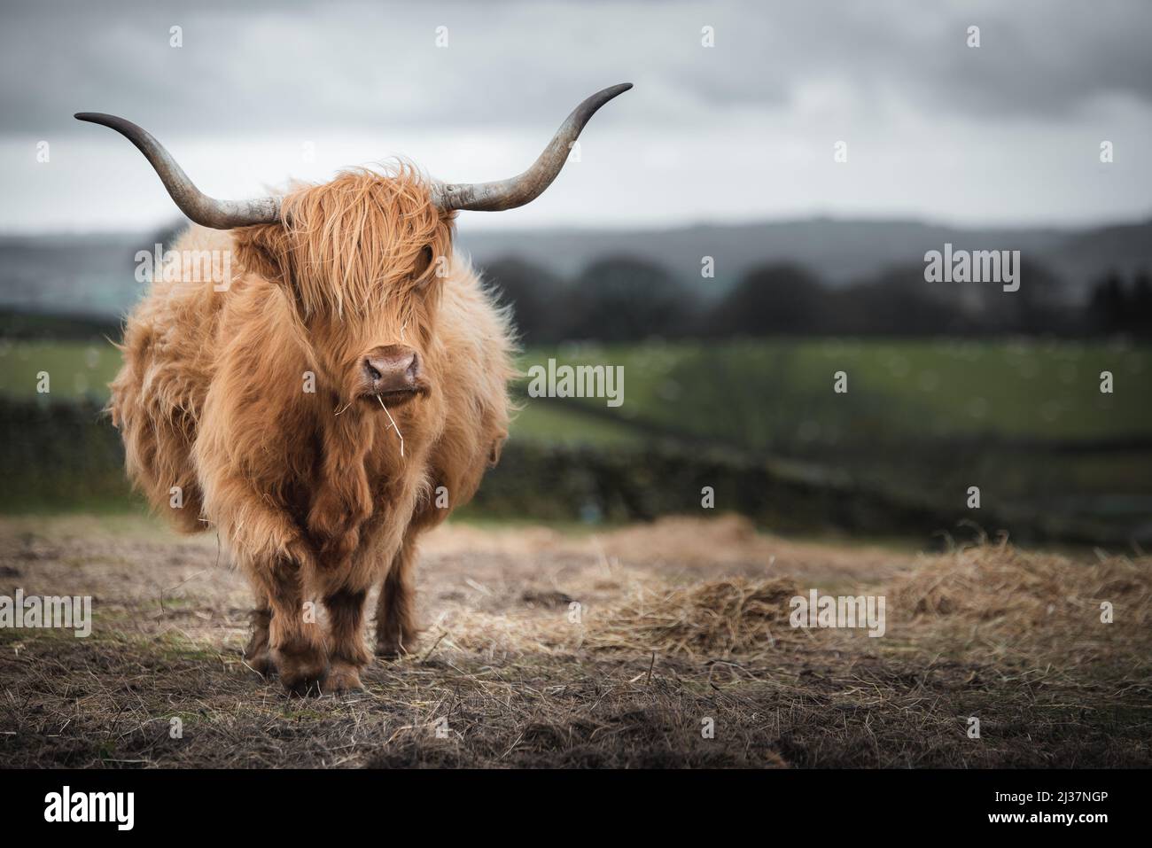 Scottish Highland Cows grazing in the South Wales Countryside Stock ...
