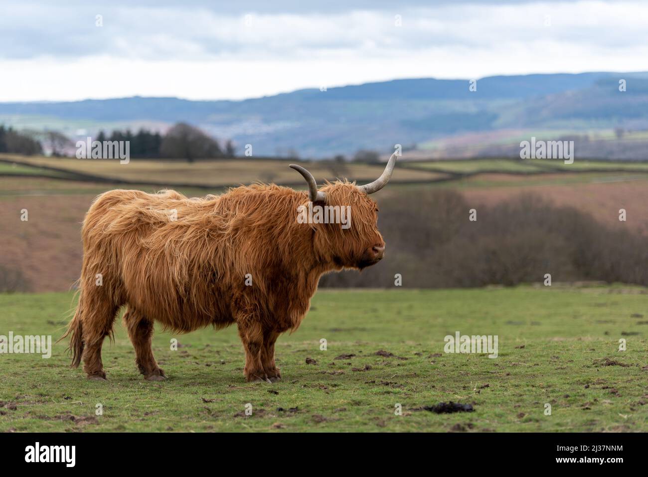 Scottish Highland Cows grazing in the South Wales Countryside Stock ...