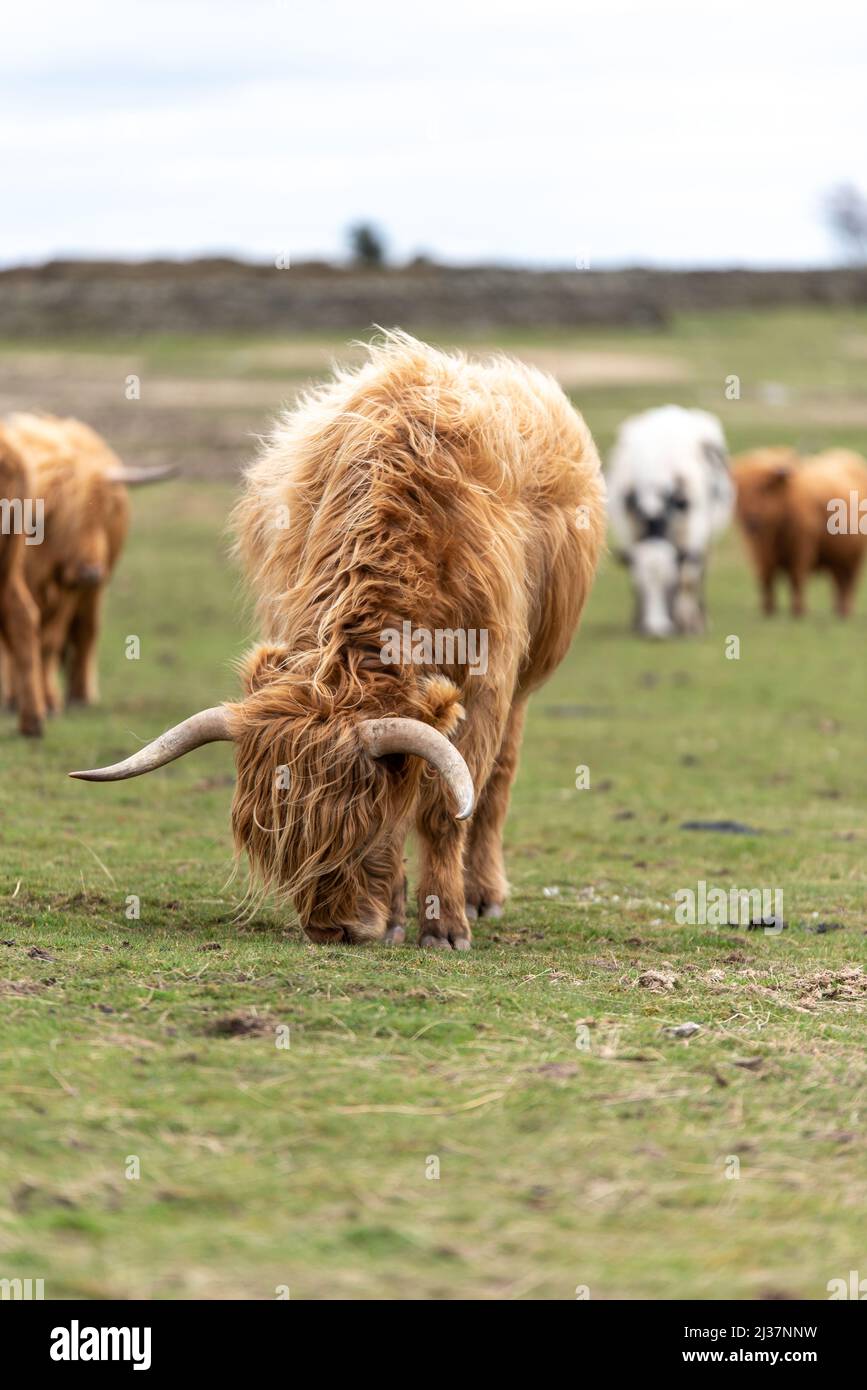 Scottish Highland Cows grazing in the South Wales Countryside Stock ...