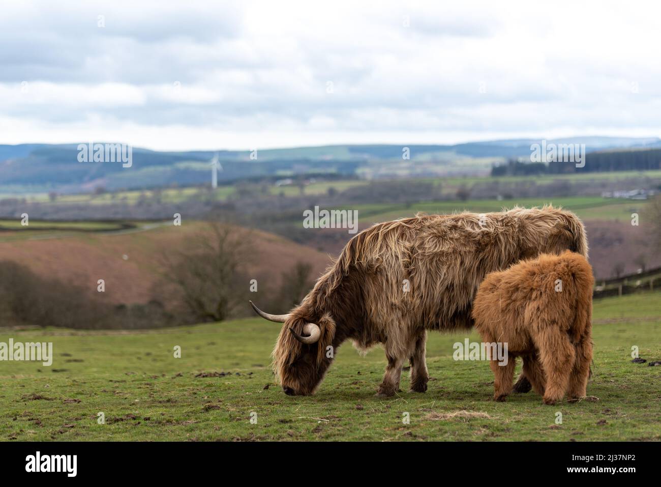 Scottish Highland Cows grazing in the South Wales Countryside Stock ...