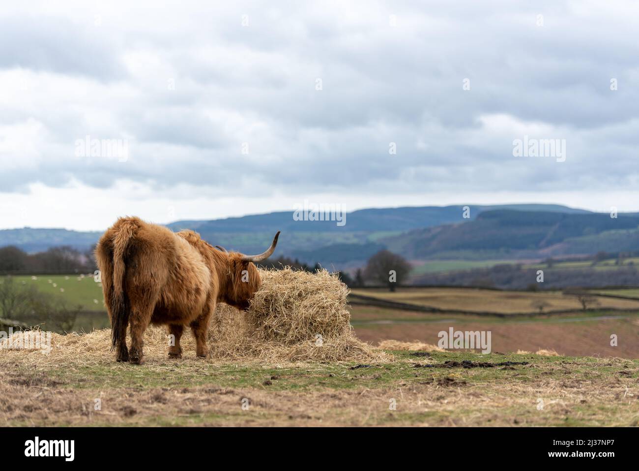Scottish highland cattle grazing hi-res stock photography and images ...