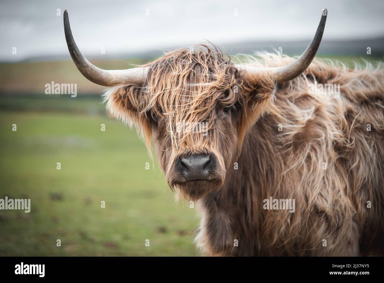 Scottish highland cows hi-res stock photography and images - Alamy