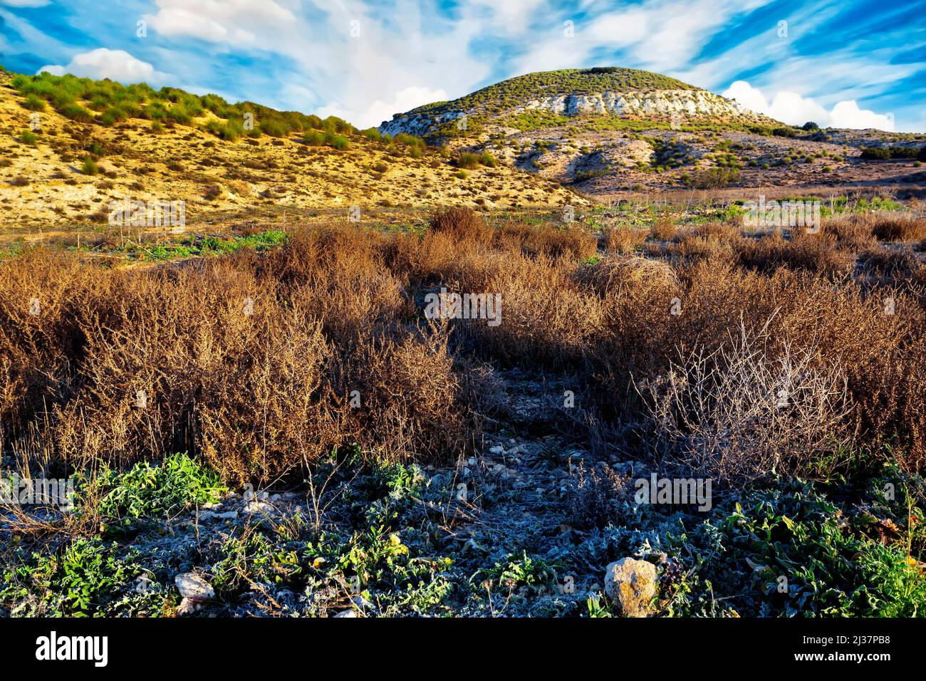 Arbustos en color hi-res stock photography and images - Alamy