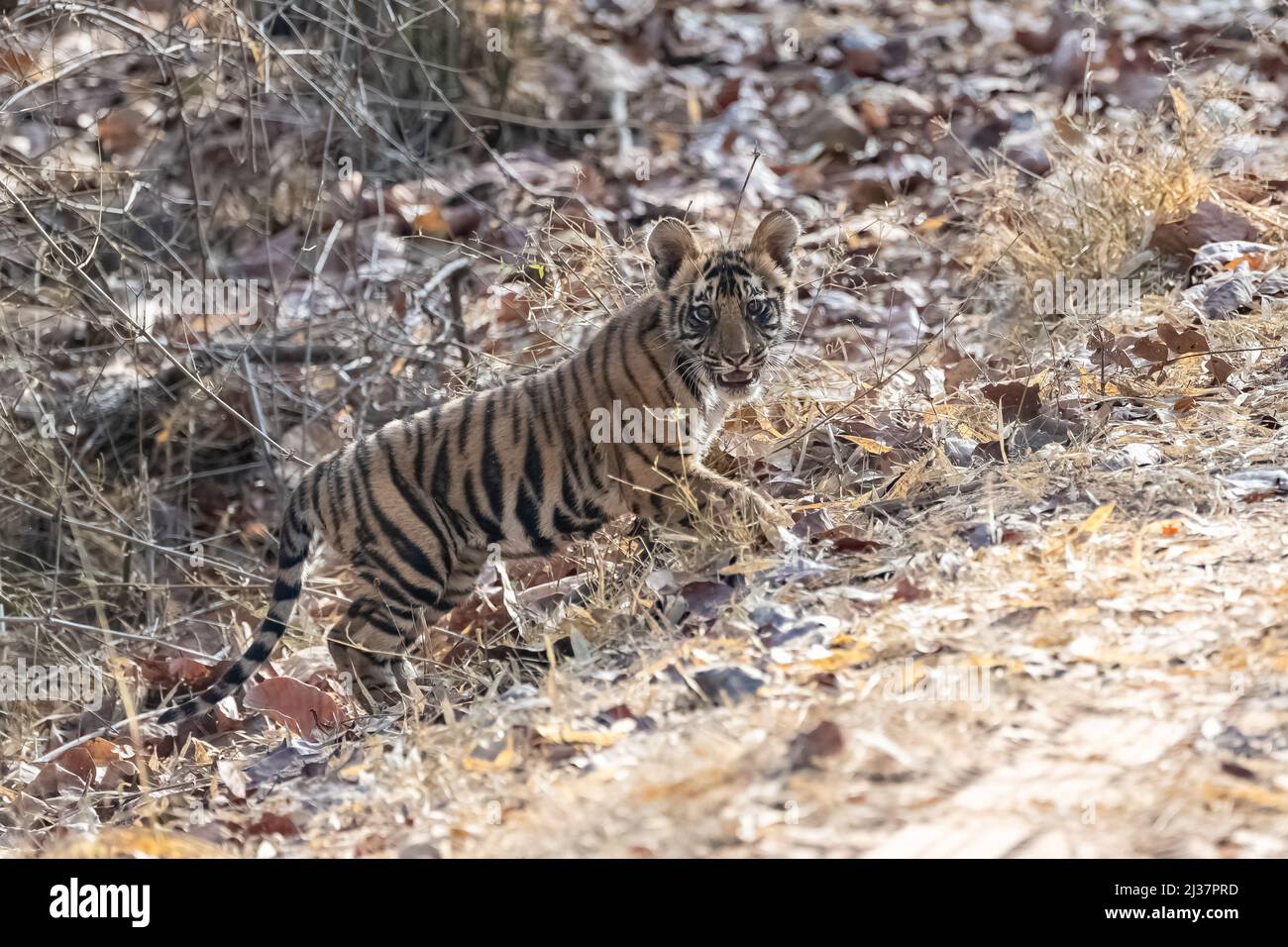 A wild baby tiger, two months old, in the forest in India, Madhya ...