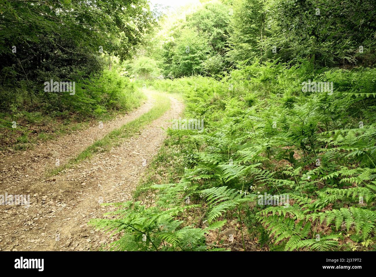 woods dirt road trough lush ferns in Nebrodi Park, Sicily Stock Photo ...