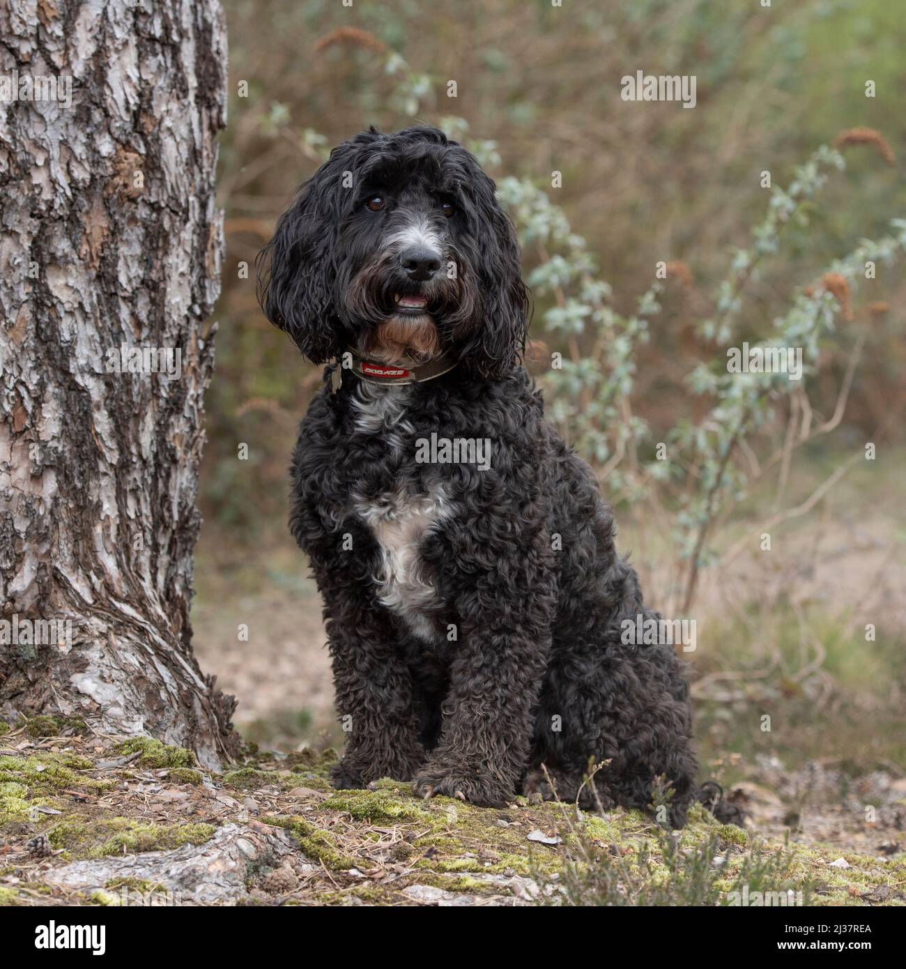 Adult male cockapoo hi-res stock photography and images - Alamy