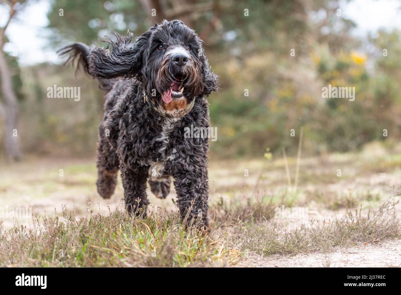cockapoo dog running towards camera Stock Photo - Alamy