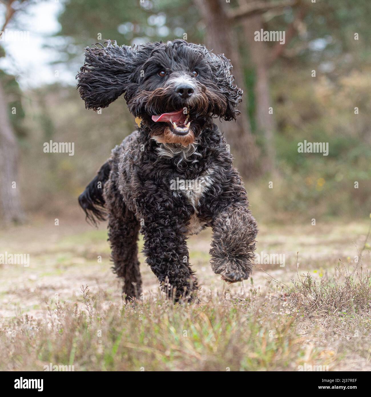 Black male cockapoo hi-res stock photography and images - Alamy