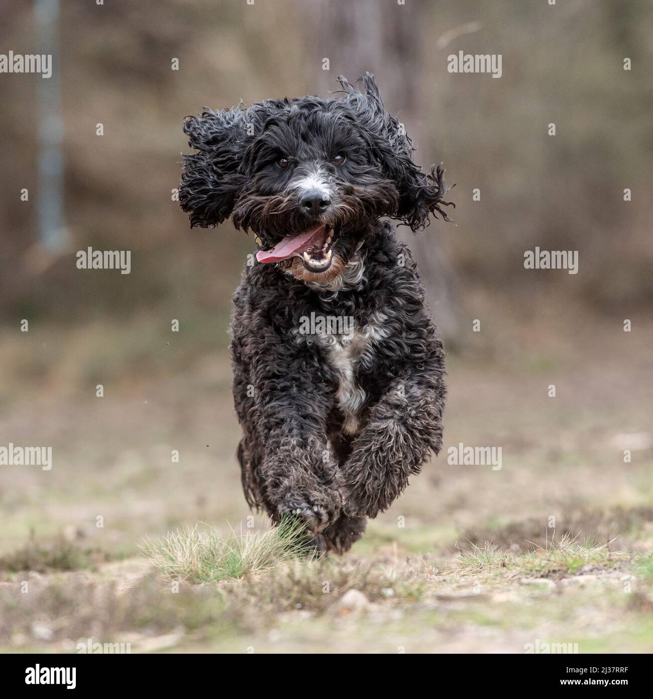 cockapoo running towards camera Stock Photo - Alamy