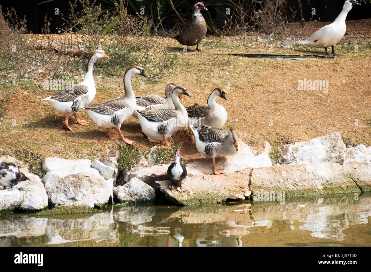 Nine ducks hi-res stock photography and images - Alamy