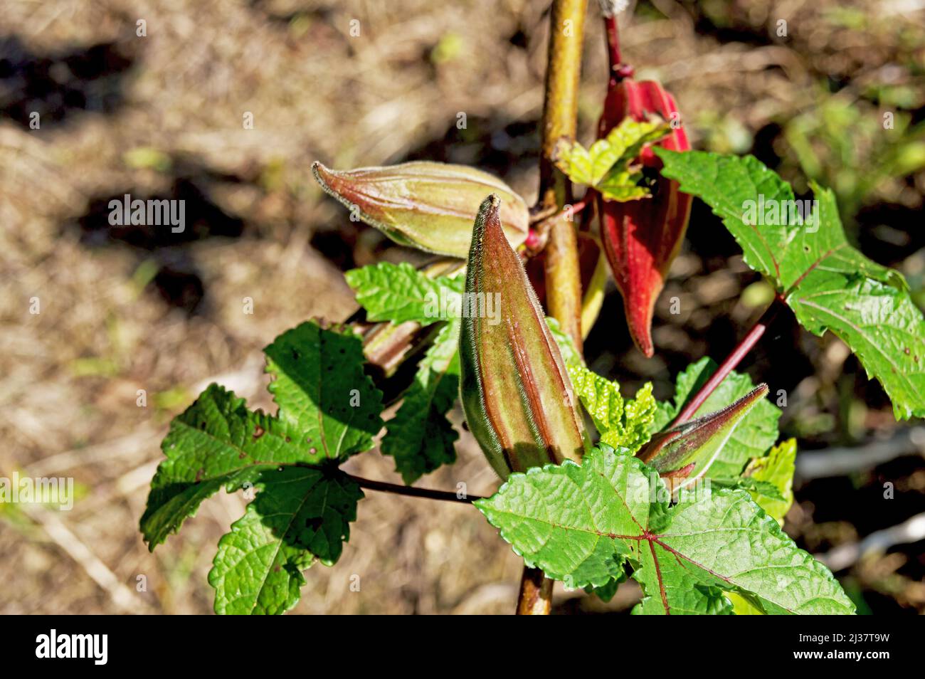 Quality of okra that has a reddish rind still on the stem Stock Photo ...