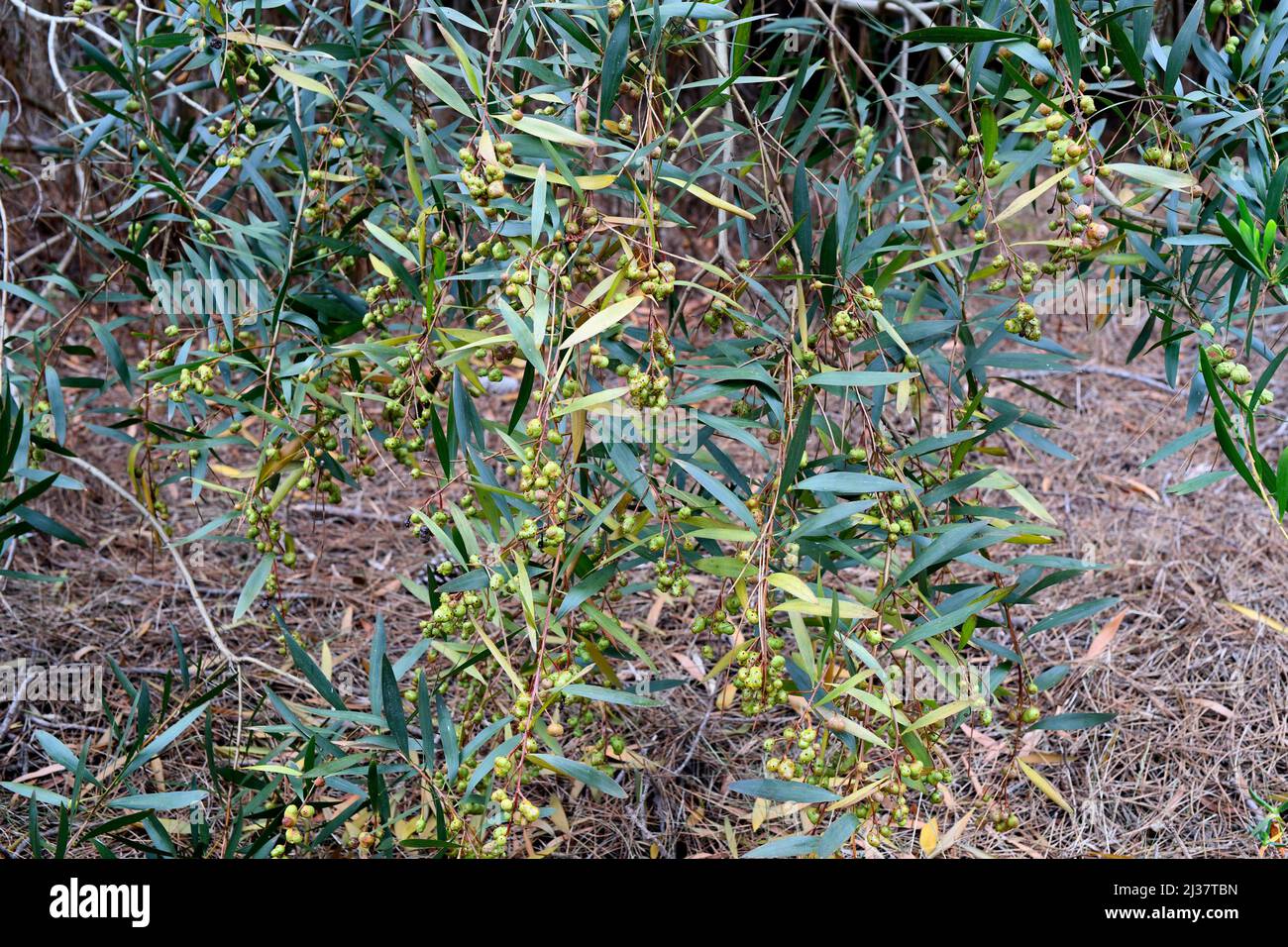 Acacia gall hi-res stock photography and images - Alamy