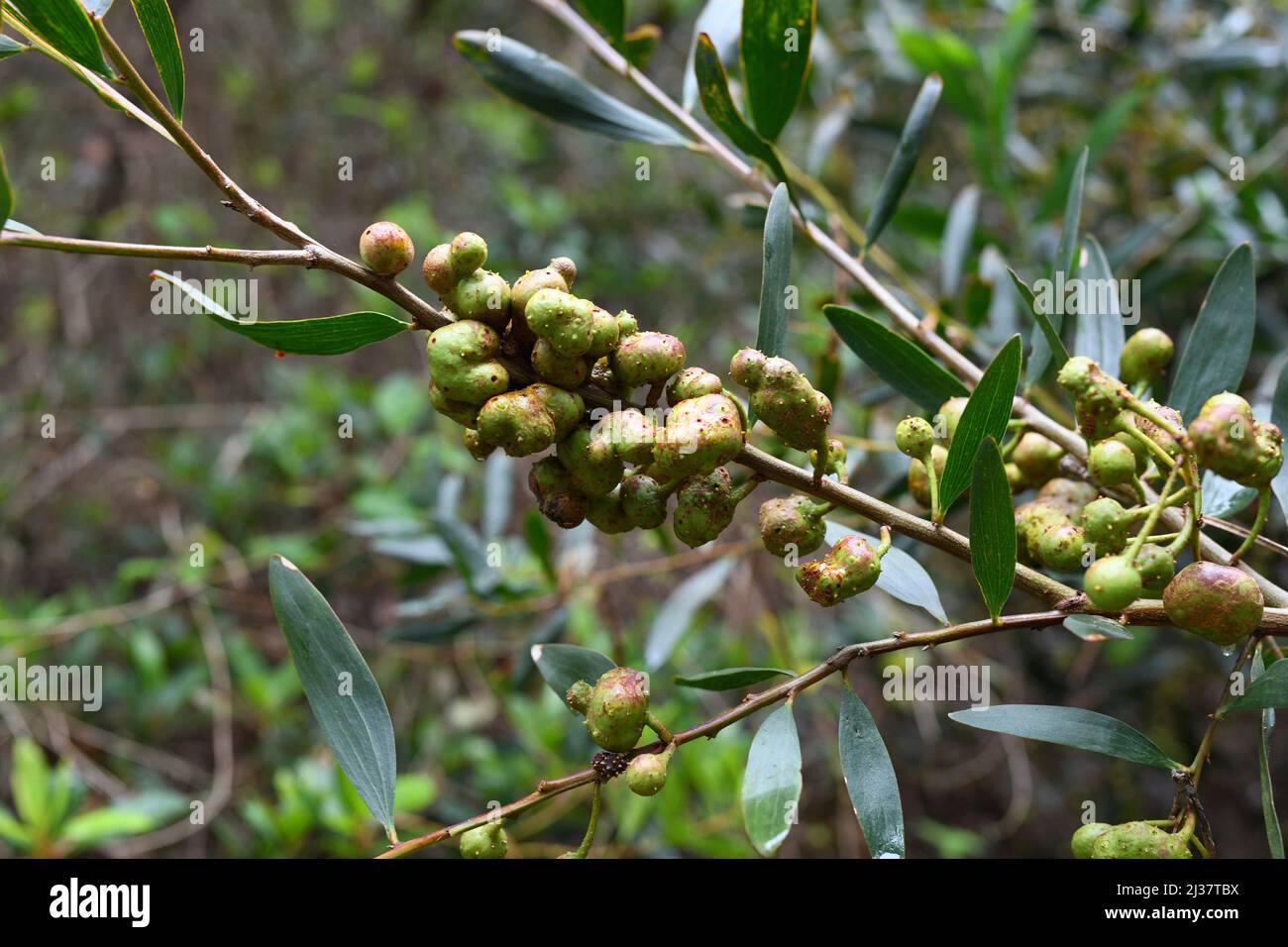 Acacia gall hi-res stock photography and images - Alamy