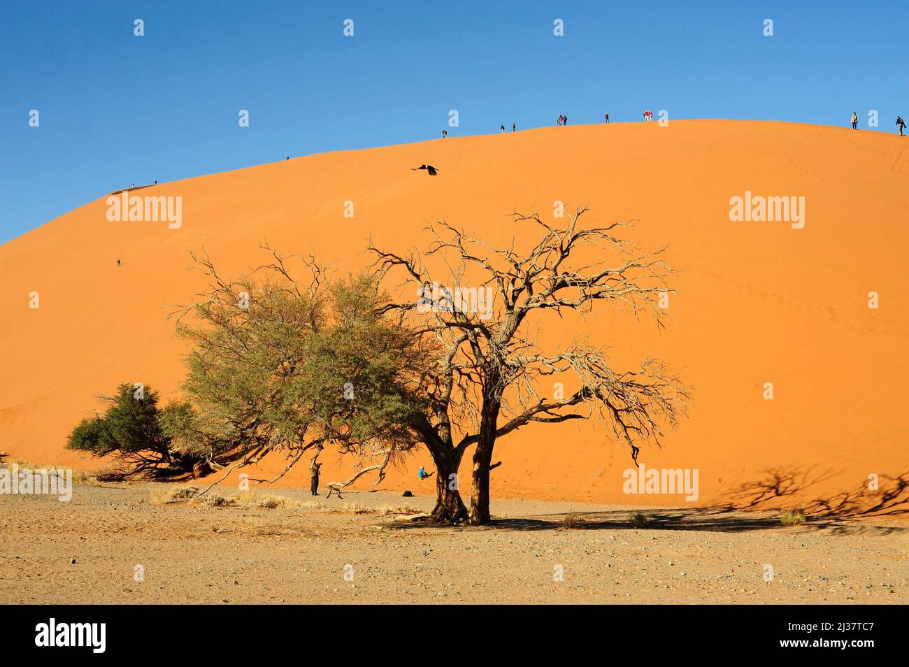 Giraffe thorn tree hi-res stock photography and images - Alamy