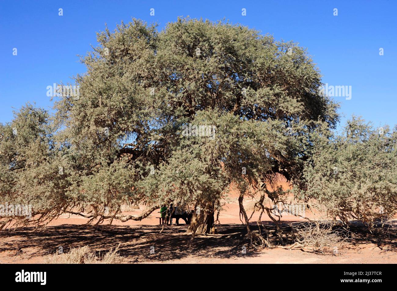 Acacia tree acacia erioloba hi-res stock photography and images - Alamy
