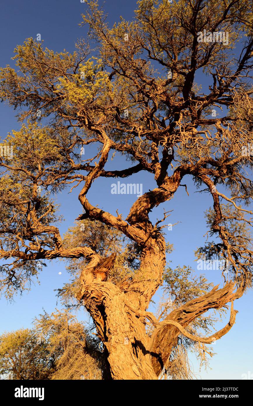 Vachellia erioloba giraffe hi-res stock photography and images - Alamy