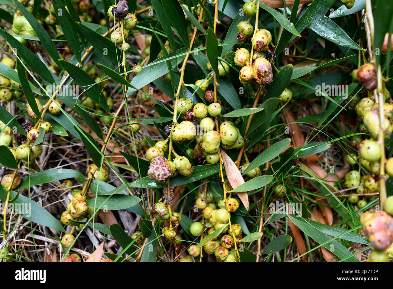 Acacia gall hi-res stock photography and images - Alamy