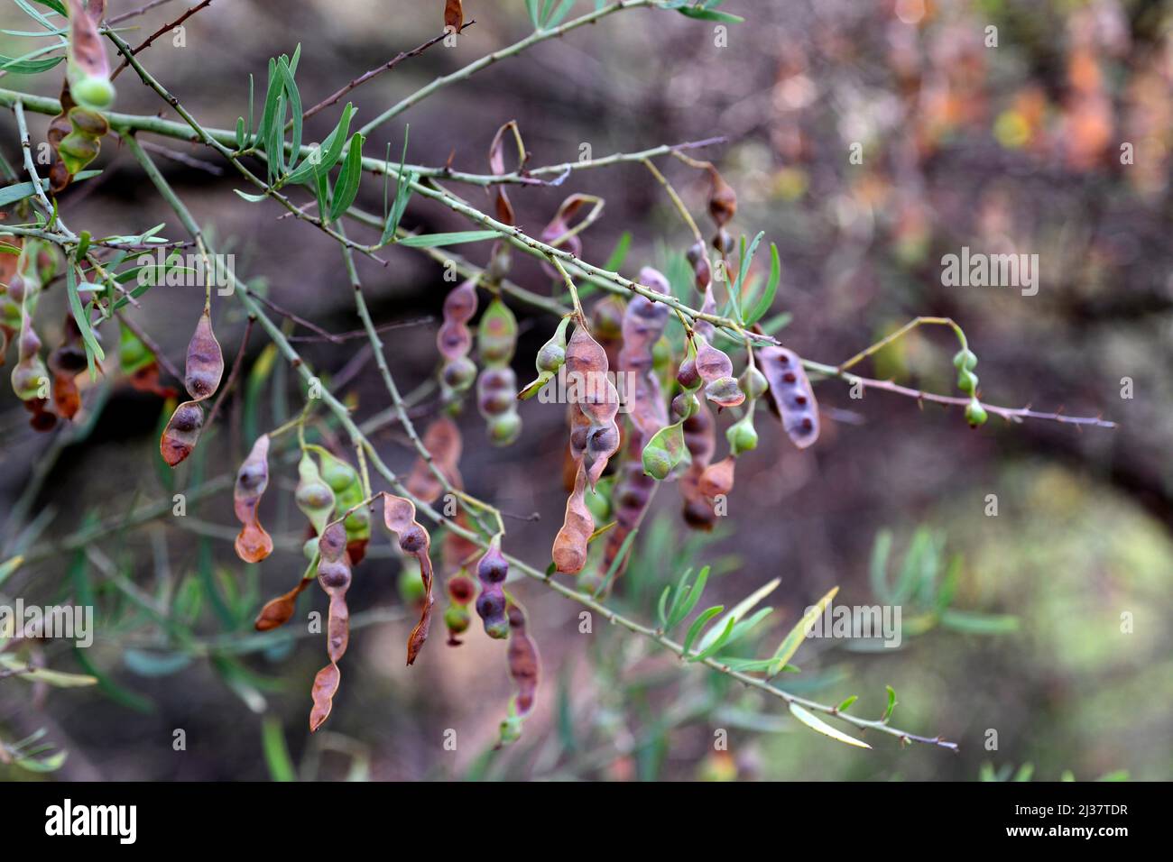 Bush region hi-res stock photography and images - Alamy