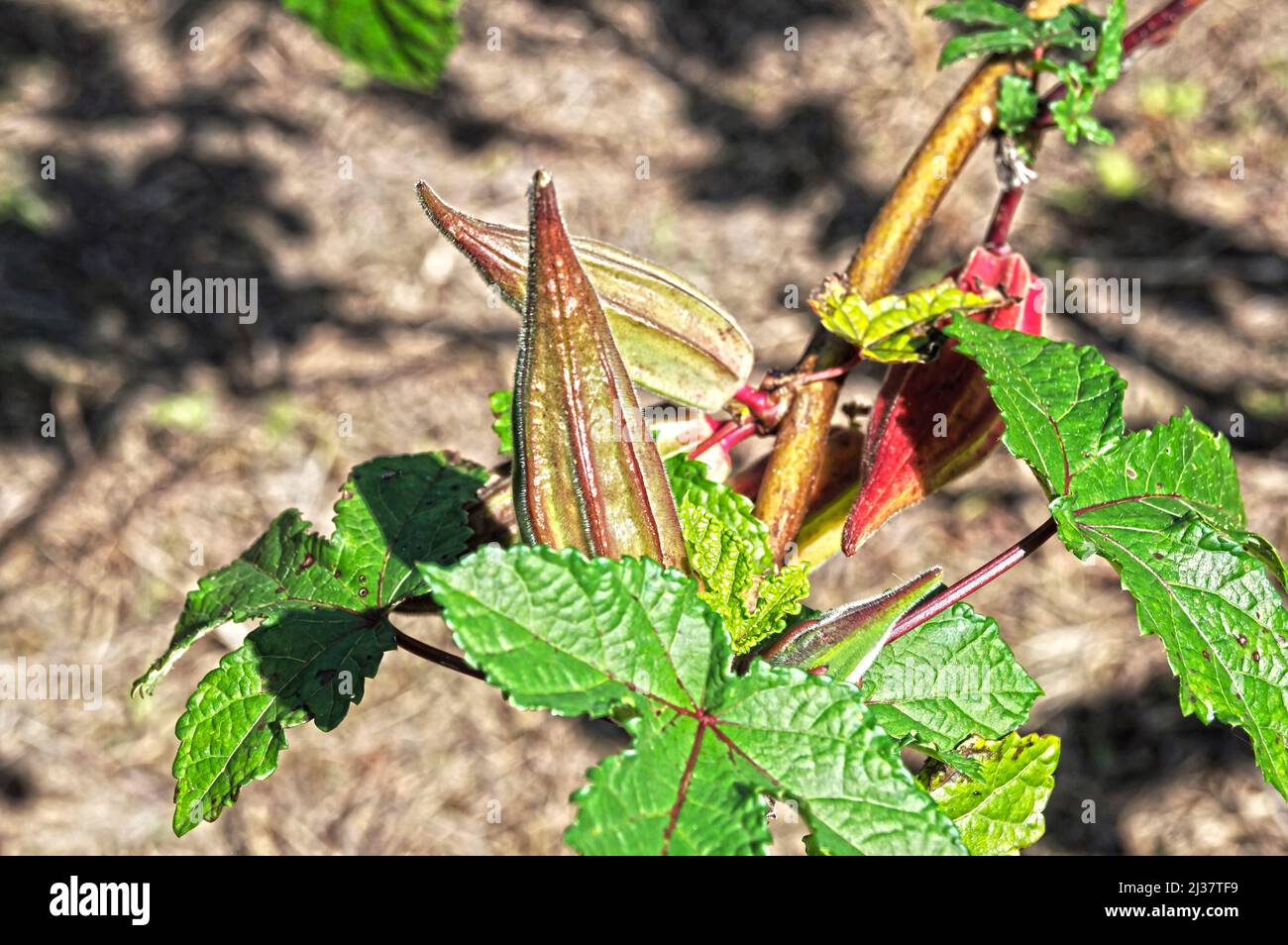 Okra quality with reddish rind still on the stem illuminated by the sun ...