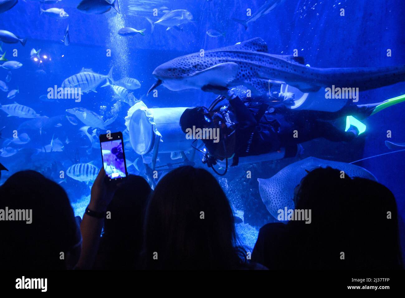 Jakarta, Indonesia. 6th Apr, 2022. A diver feeds fish at Jakarta ...