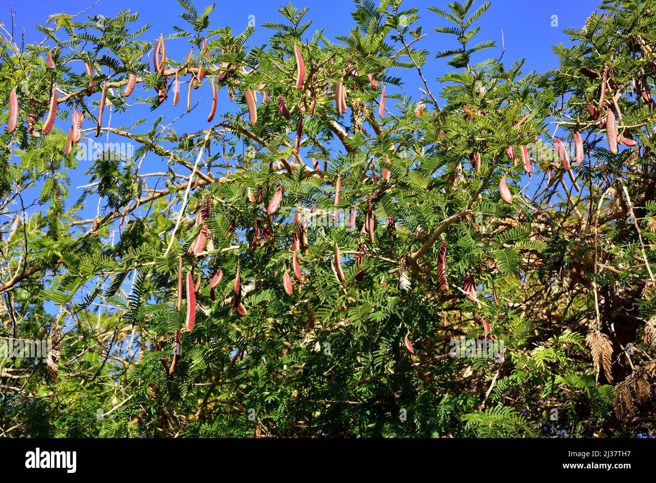 Paperbark thorn hi-res stock photography and images - Alamy