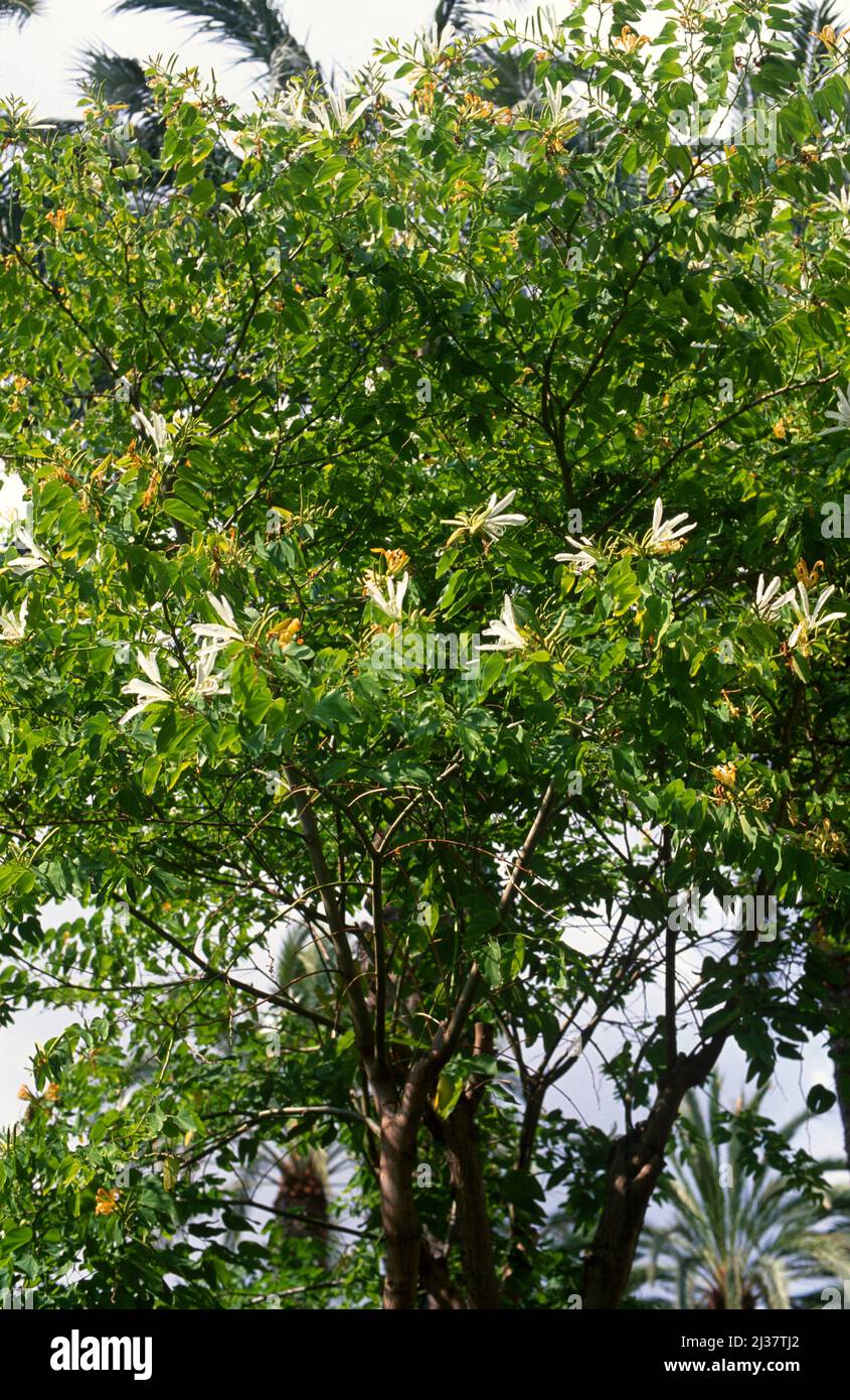Ebony tree High Resolution Stock Photography and Images - Alamy