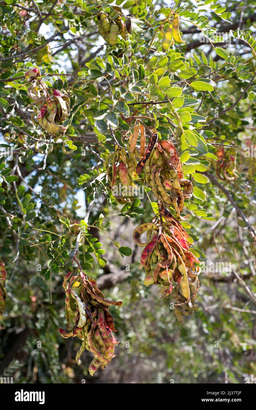 Tannin peru hi-res stock photography and images - Alamy