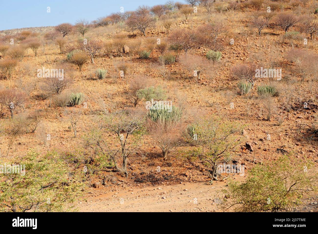 Mopane tree colophospermum mopane hi-res stock photography and images ...