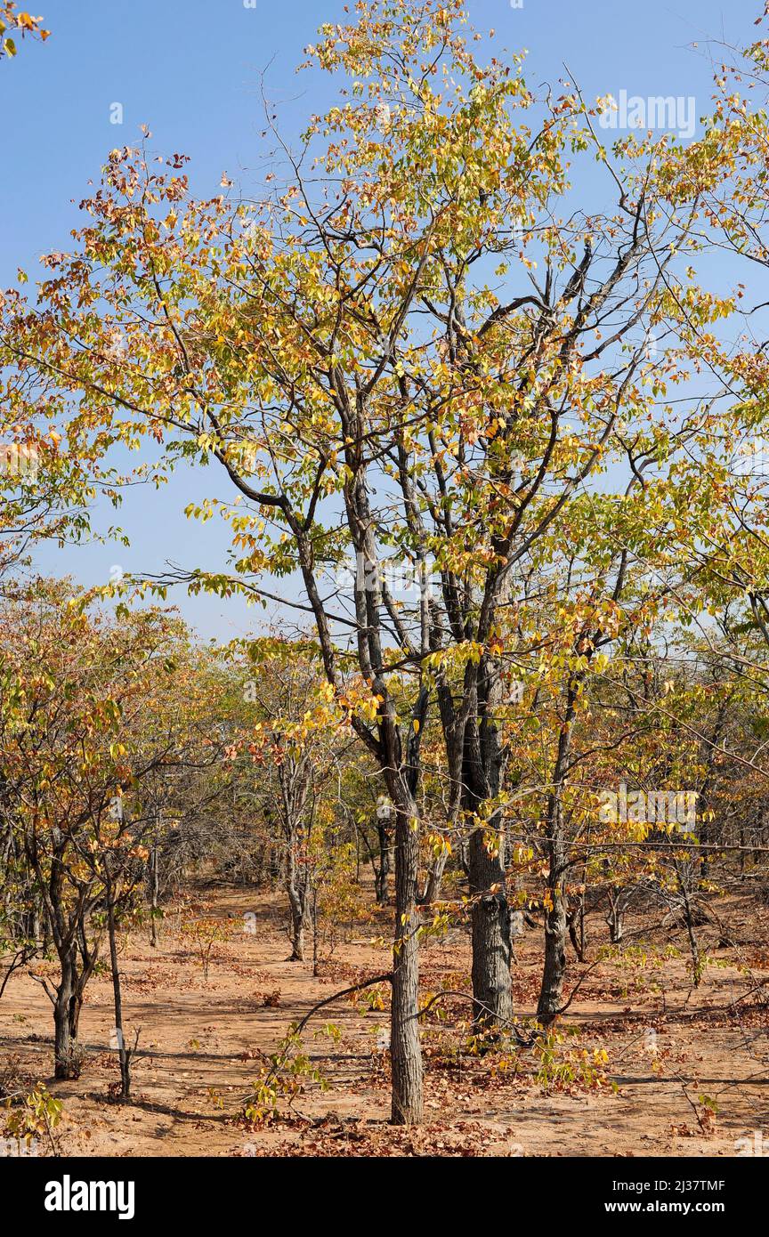 Mopane hi-res stock photography and images - Alamy