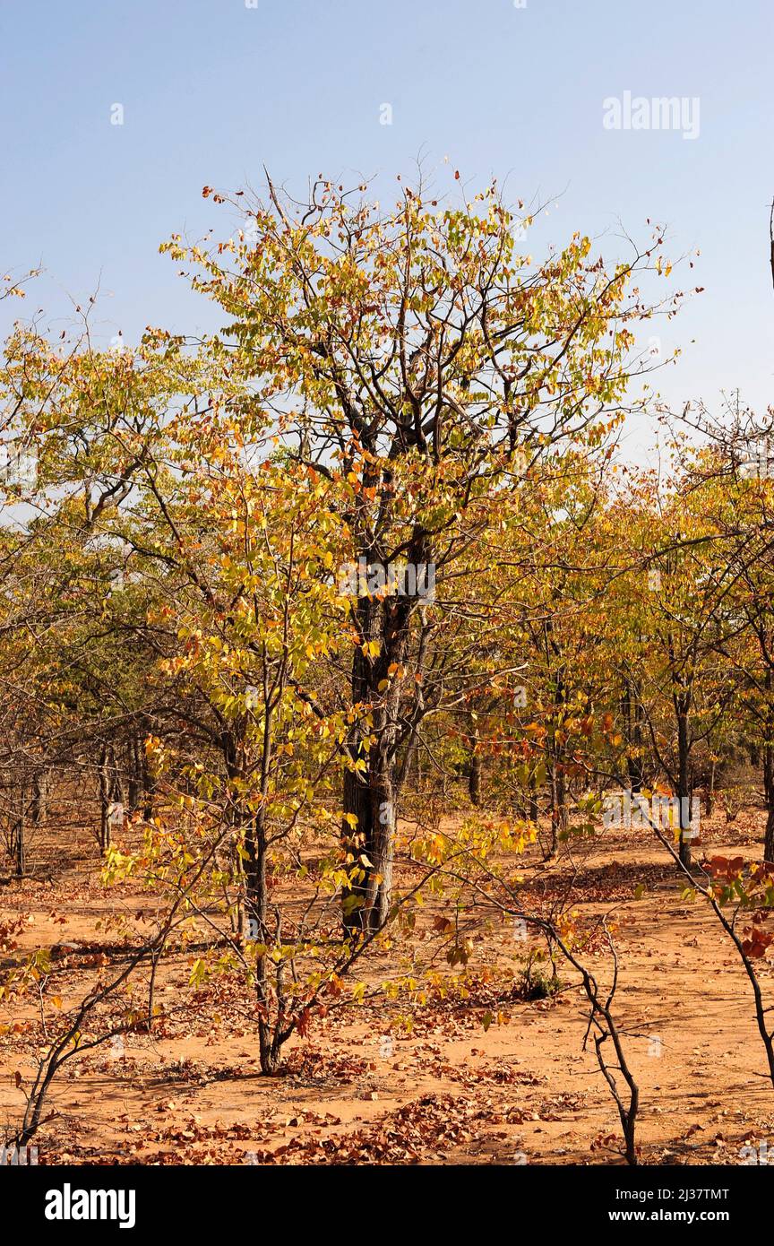 Mopane tree africa hi-res stock photography and images - Alamy