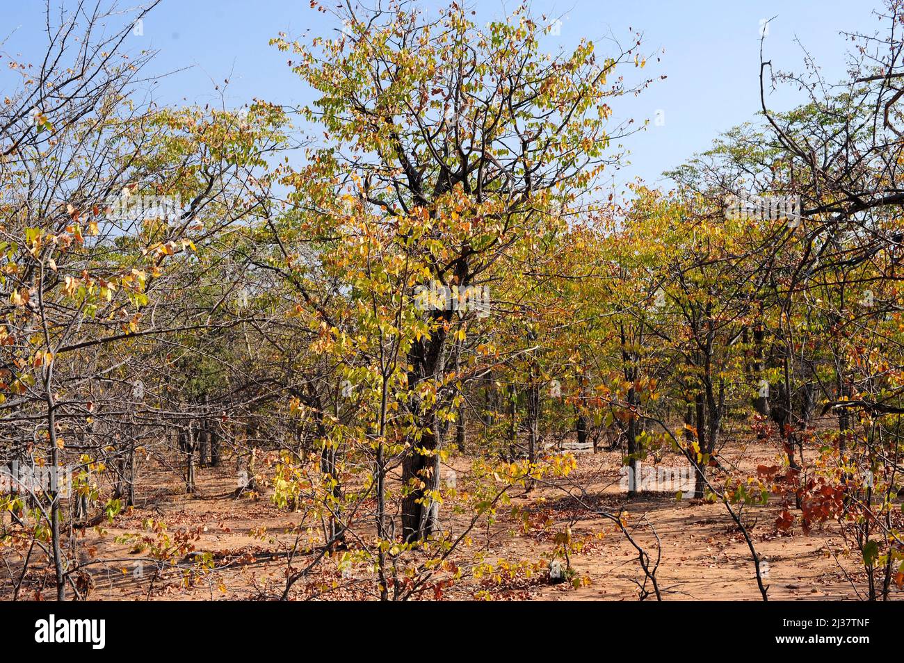 Namibia mopane tree hi-res stock photography and images - Alamy