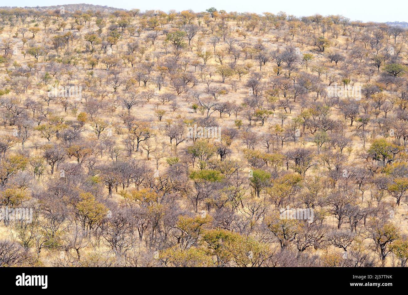 Namibia mopane tree hi-res stock photography and images - Alamy