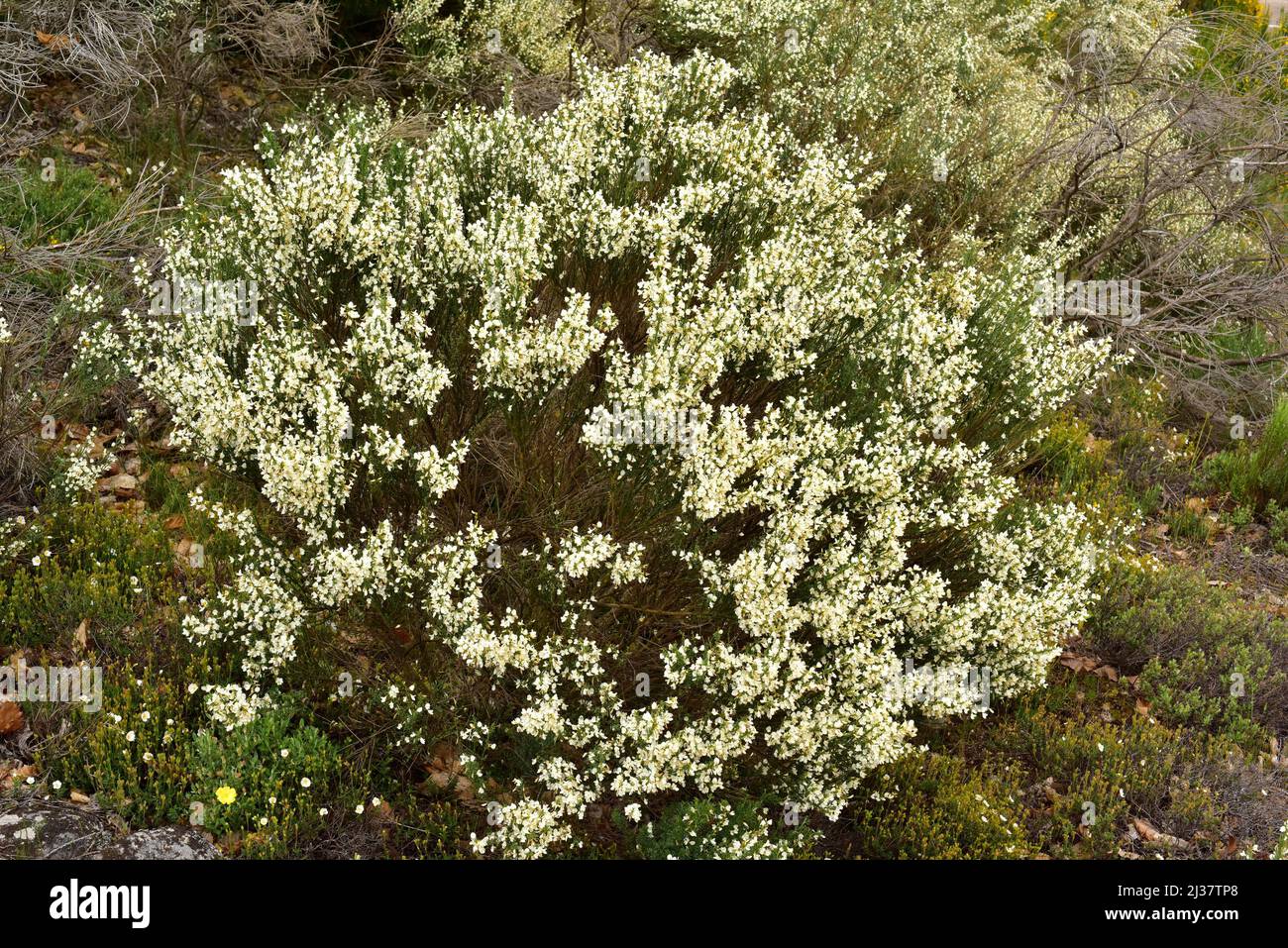 Escoba escoba hi-res stock photography and images - Alamy