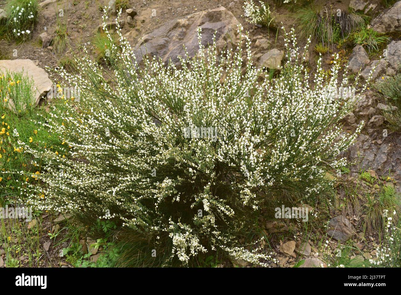 Escoba blanca hi-res stock photography and images - Alamy