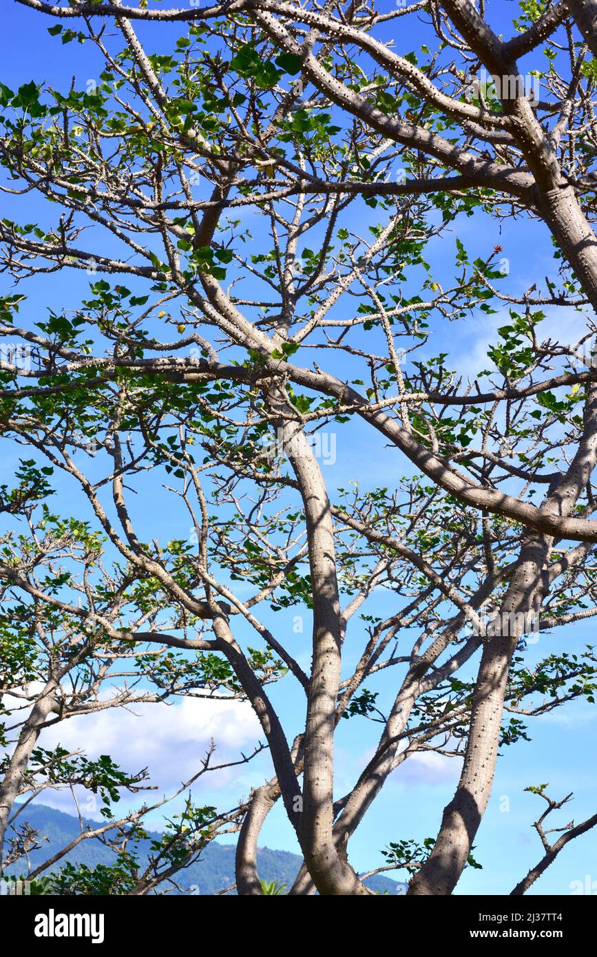Coral tree hi-res stock photography and images - Alamy