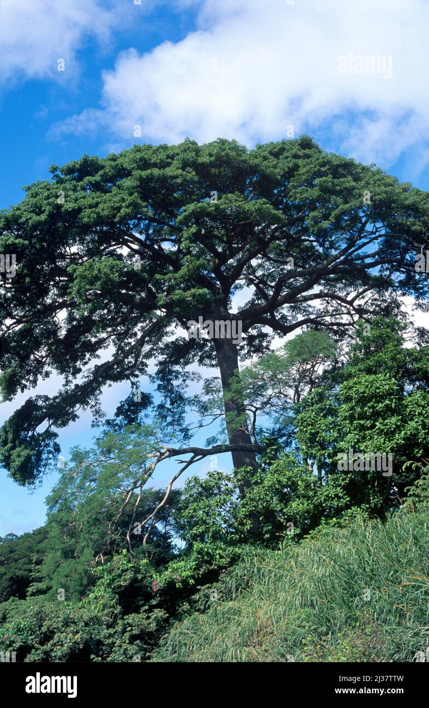 Guanacaste tree hi-res stock photography and images - Alamy
