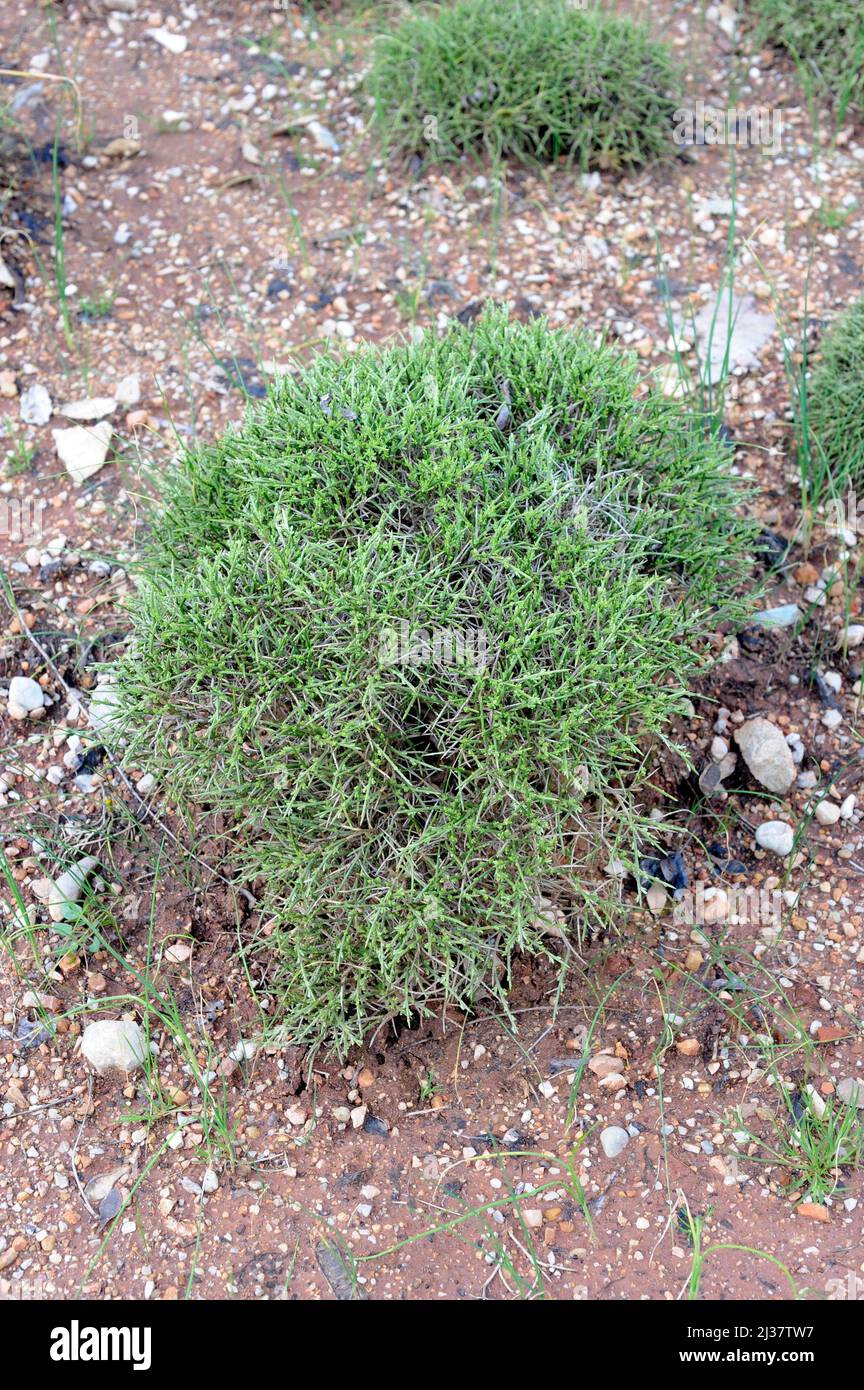 Cambrón hi-res stock photography and images - Alamy