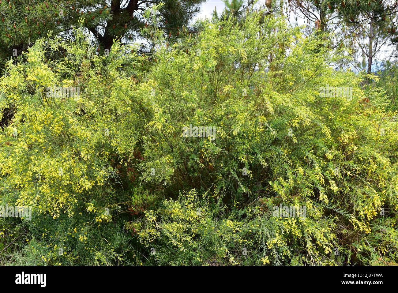 Genista Tinctoria High Resolution Stock Photography and Images - Alamy