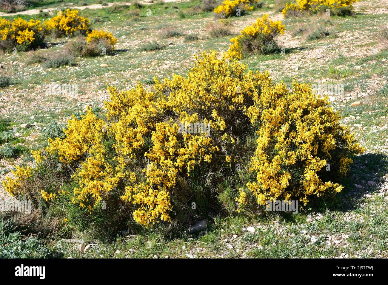 Chiprana hi-res stock photography and images - Alamy
