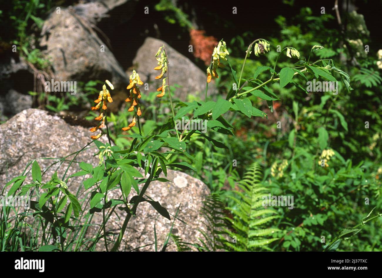 Pea valley hi-res stock photography and images - Alamy