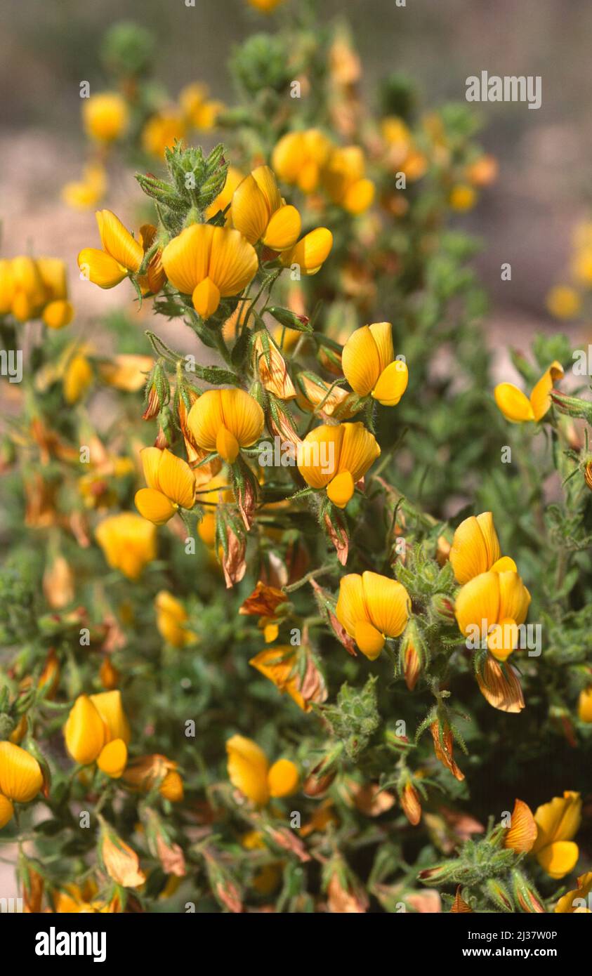 Yellow restharrow (Ononis natrix) is a perennial herb native to ...