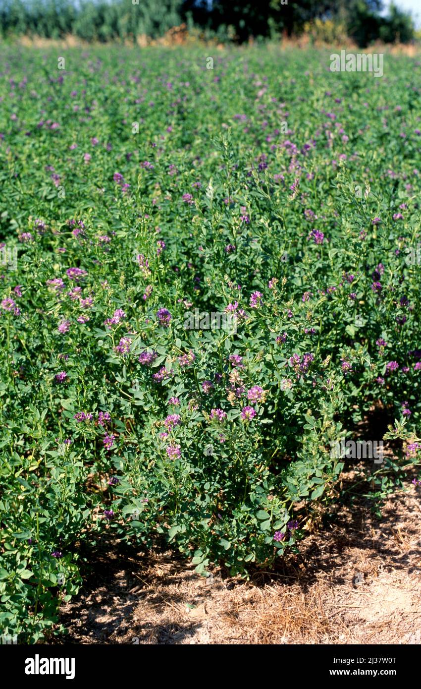 Cultivated perennial herb hi-res stock photography and images - Alamy