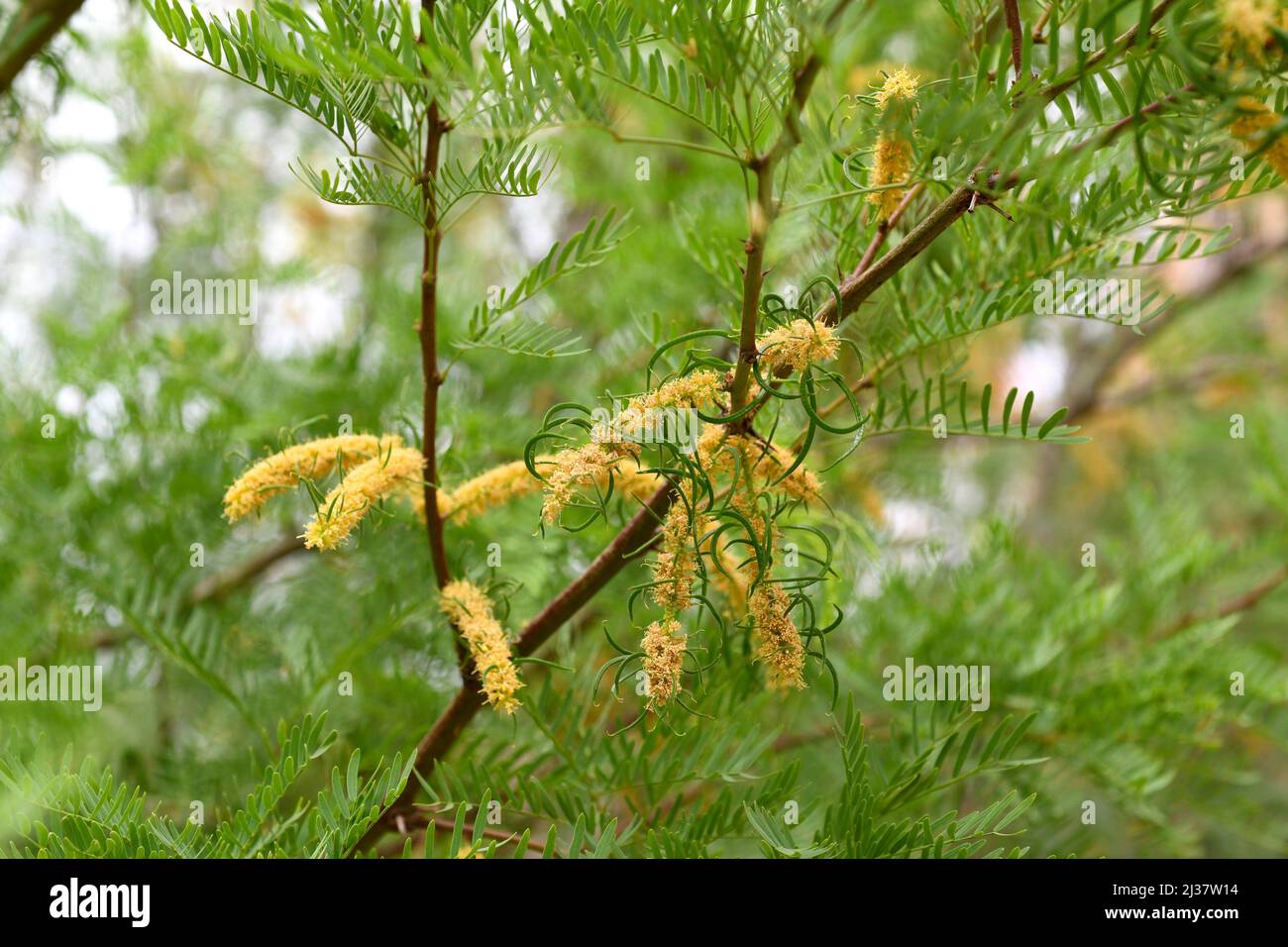 Mesquite flower hi-res stock photography and images - Alamy
