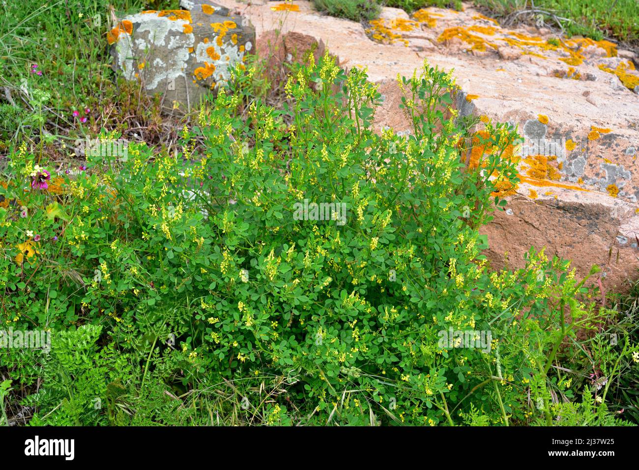 Forage plant hi-res stock photography and images - Alamy