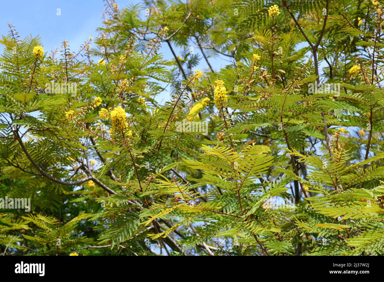 African wattle hi-res stock photography and images - Alamy