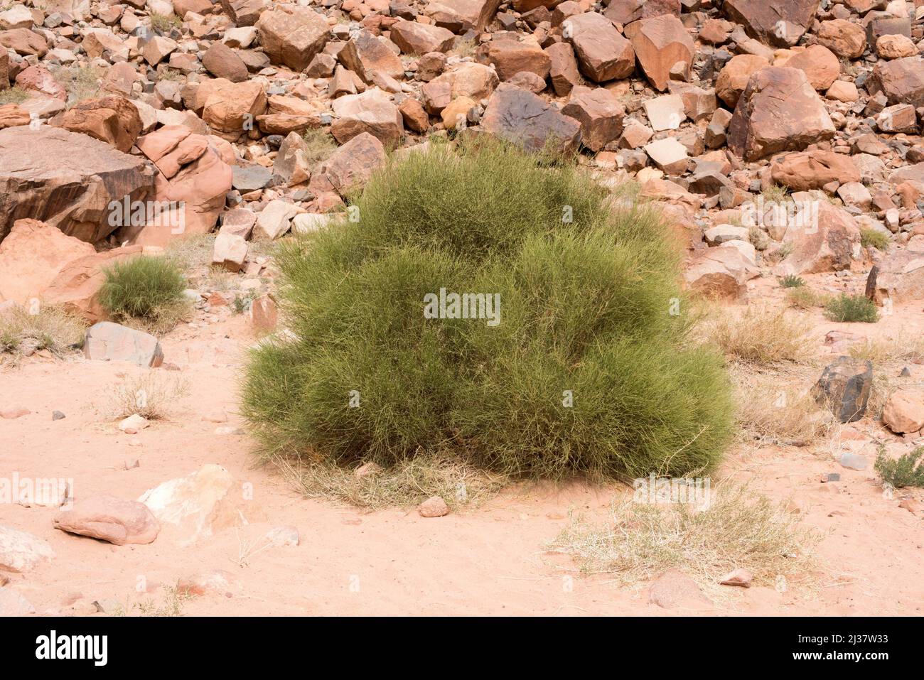 Raetam hi-res stock photography and images - Alamy