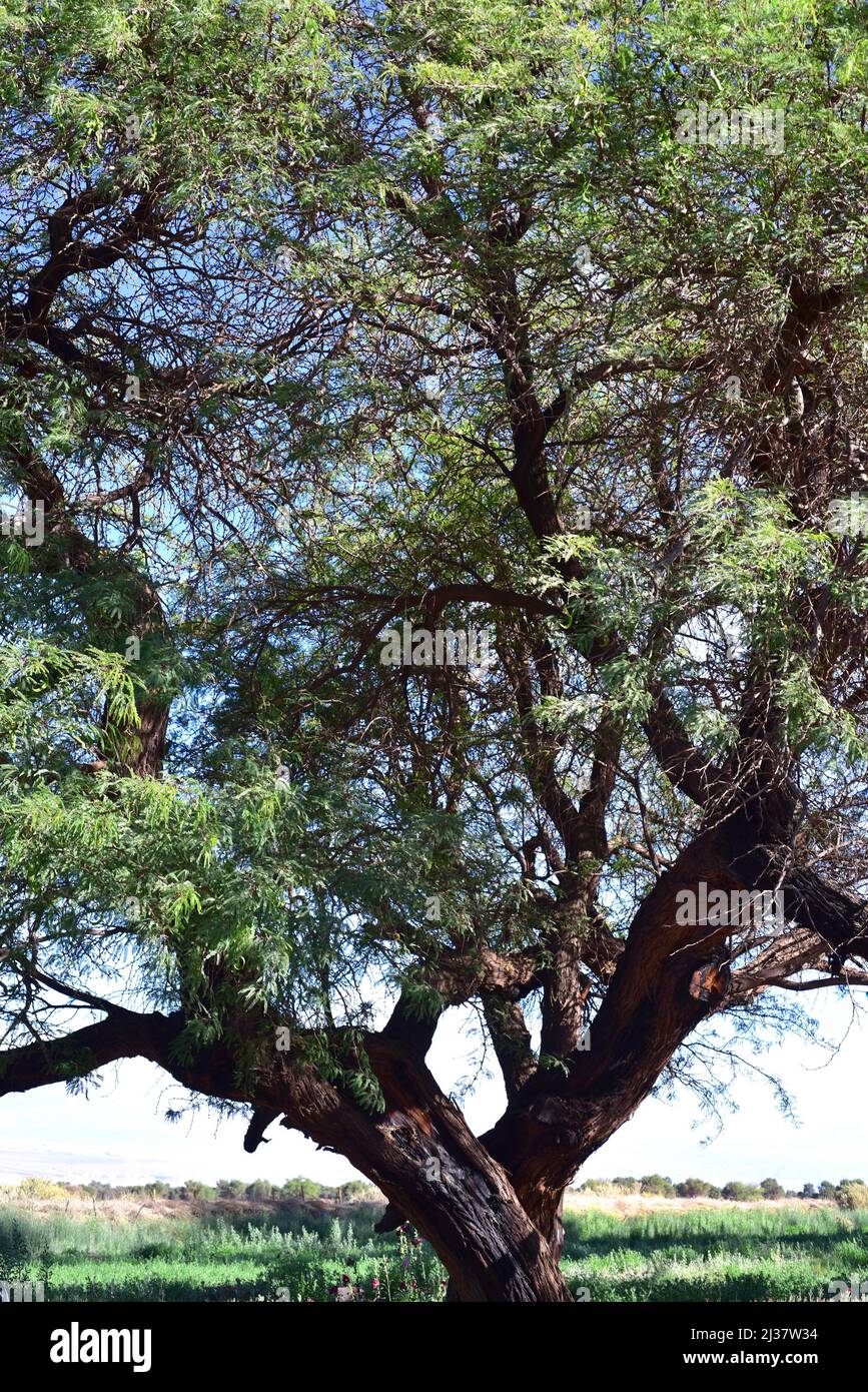 Algarrobo hi-res stock photography and images - Alamy