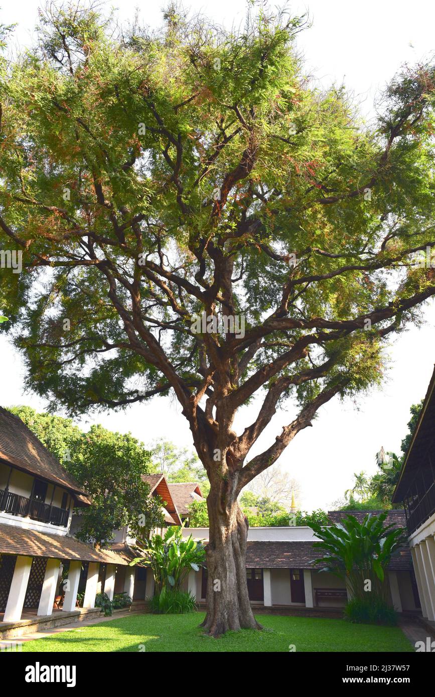 Tamarind tree hi-res stock photography and images - Alamy